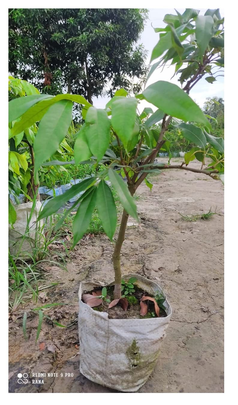 Planterce Green Lychee Litchi Lichi Fruit Tree Plant Healthy Live Plant ...