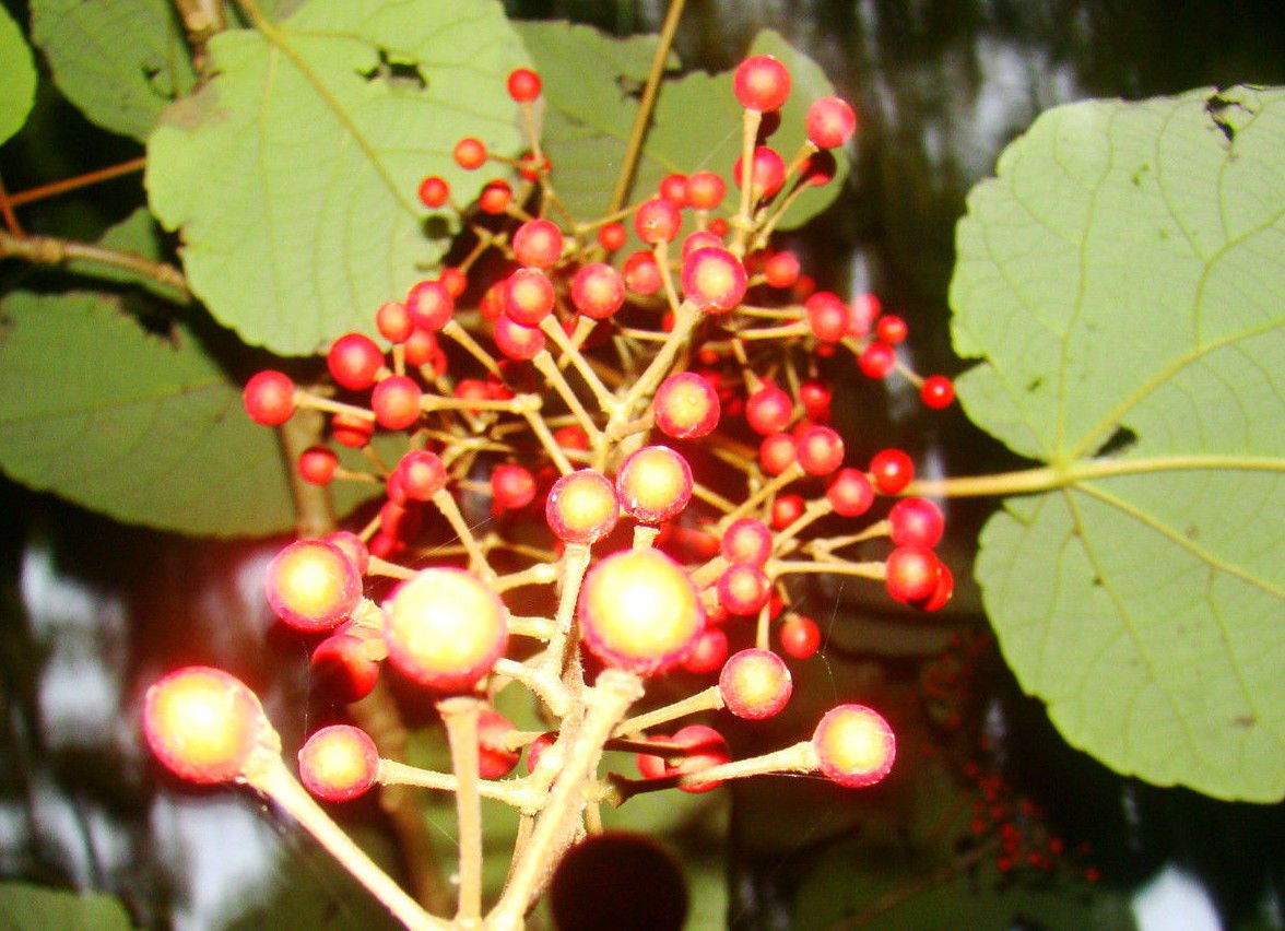 Chinese Wonder Tree Idesia polycarpa, Rare Fragrant Flowering Tree ...