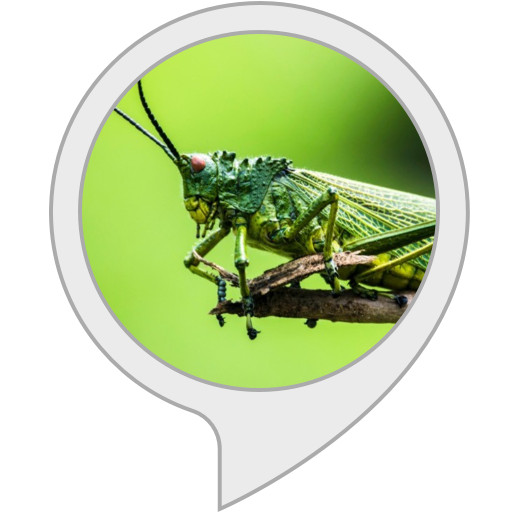 Amazon.in: Cricket Sounds for Sleep and Relaxation : Alexa Skills