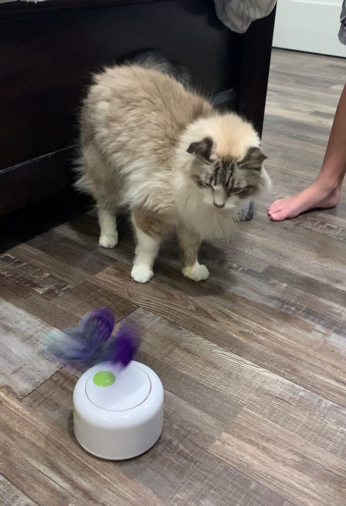 $5/mo - Finance ALL FOR PAWS Flutter Bug Cat Wand Toy Interactive Cat ...