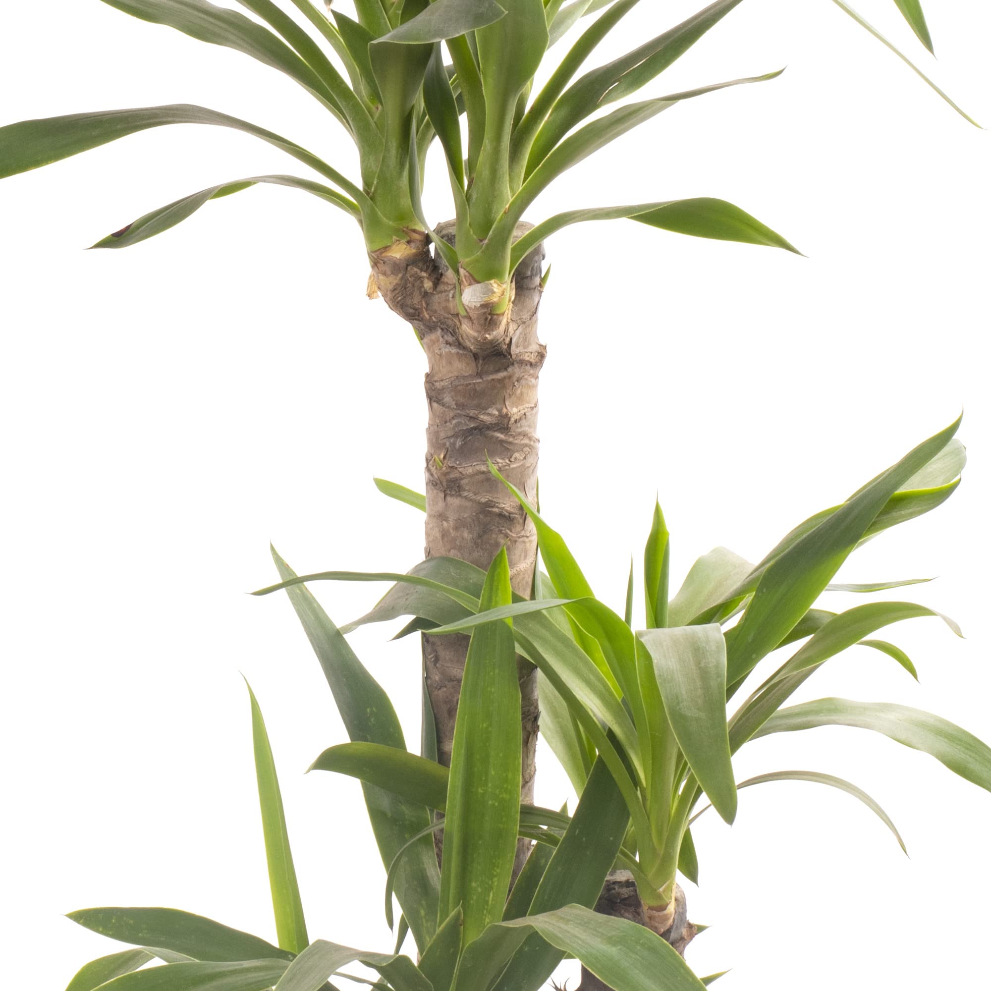 Large Yucca Cane House Xter Krukvxter THE Best Houseplant Care