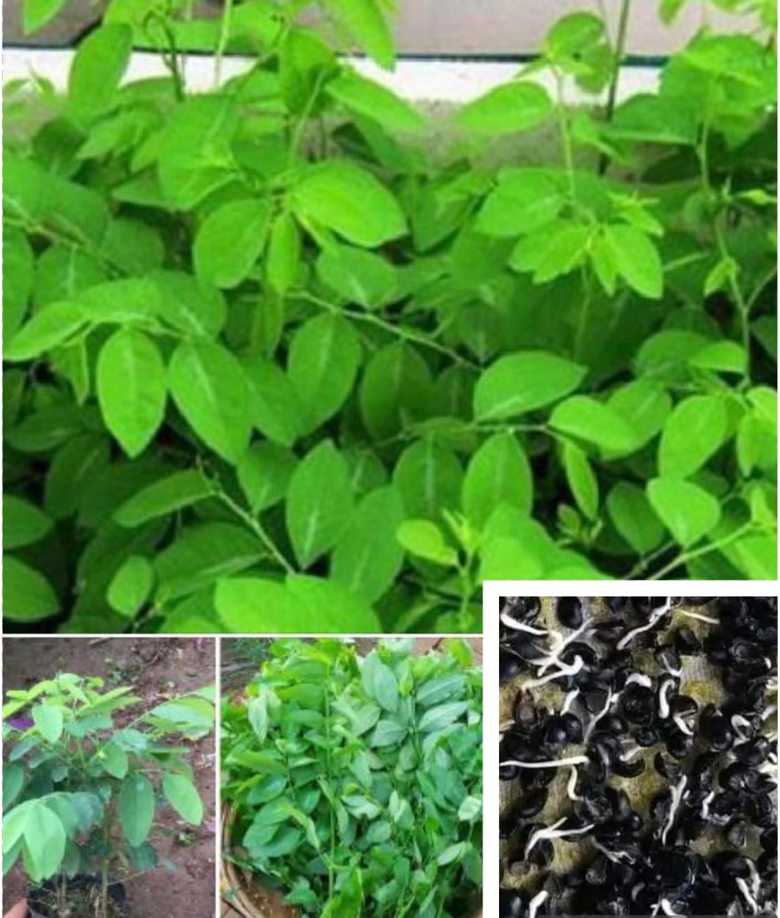 Amazon.com : Set of 3 Bags of Katuk Seeds 30 Seeds/Bag Sweet Leaf Katuk ...