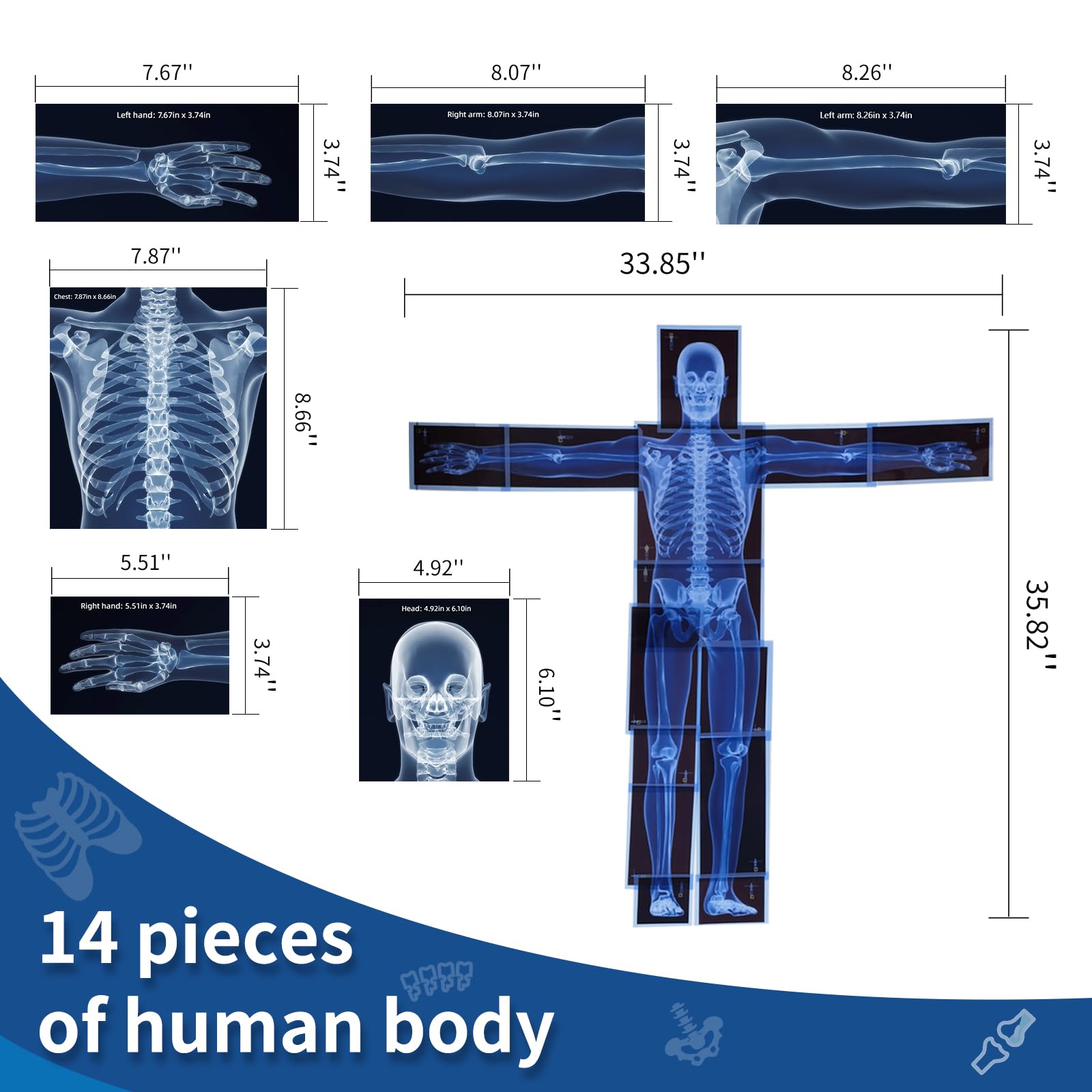 Snapklik.com : Yichushisu Lifelike Human Body X-Ray Puzzle Kit ...