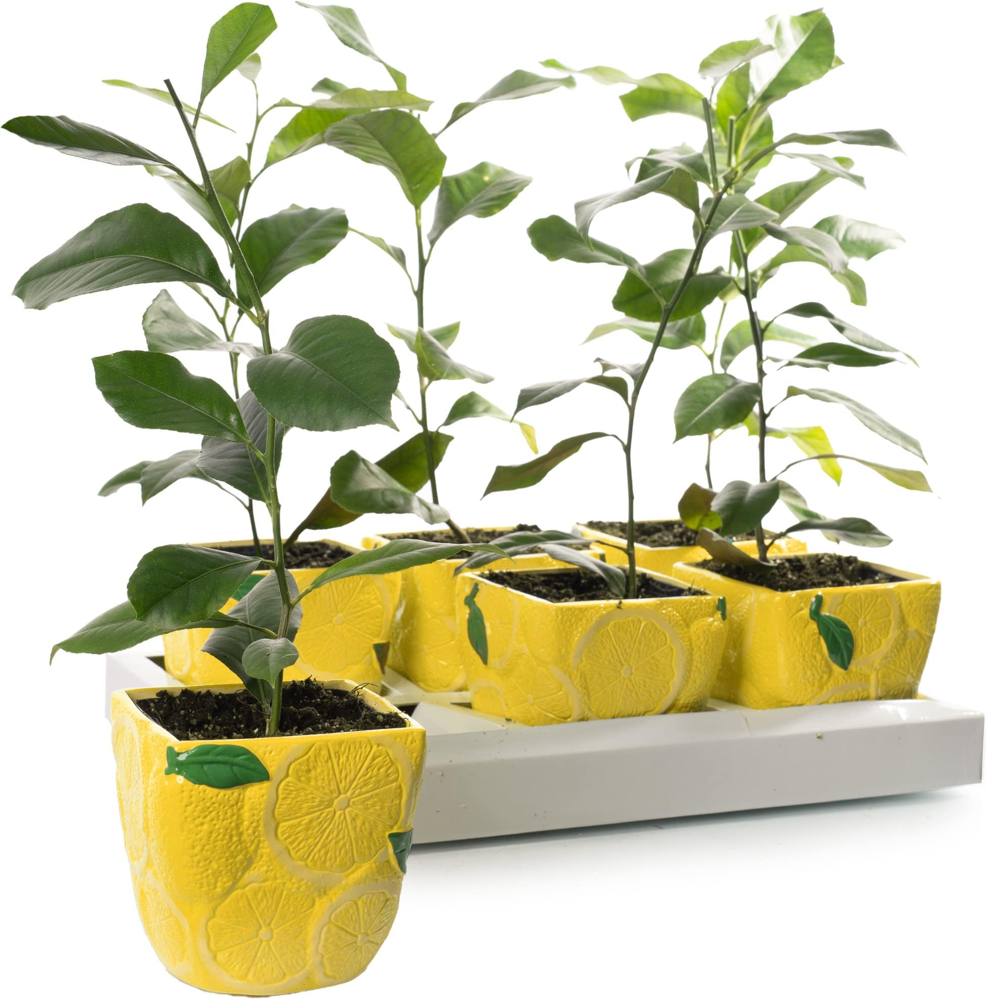 Lemon Plant Citrus Houseplant Grow Your Own Fruit, Patio Plants for ...