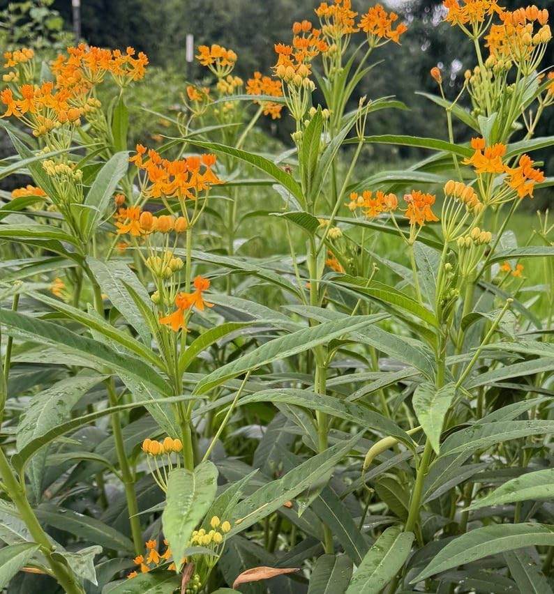 Amazon.com : Silky Gold Tropical Milkweed Butterfly Weed Milkweed ...