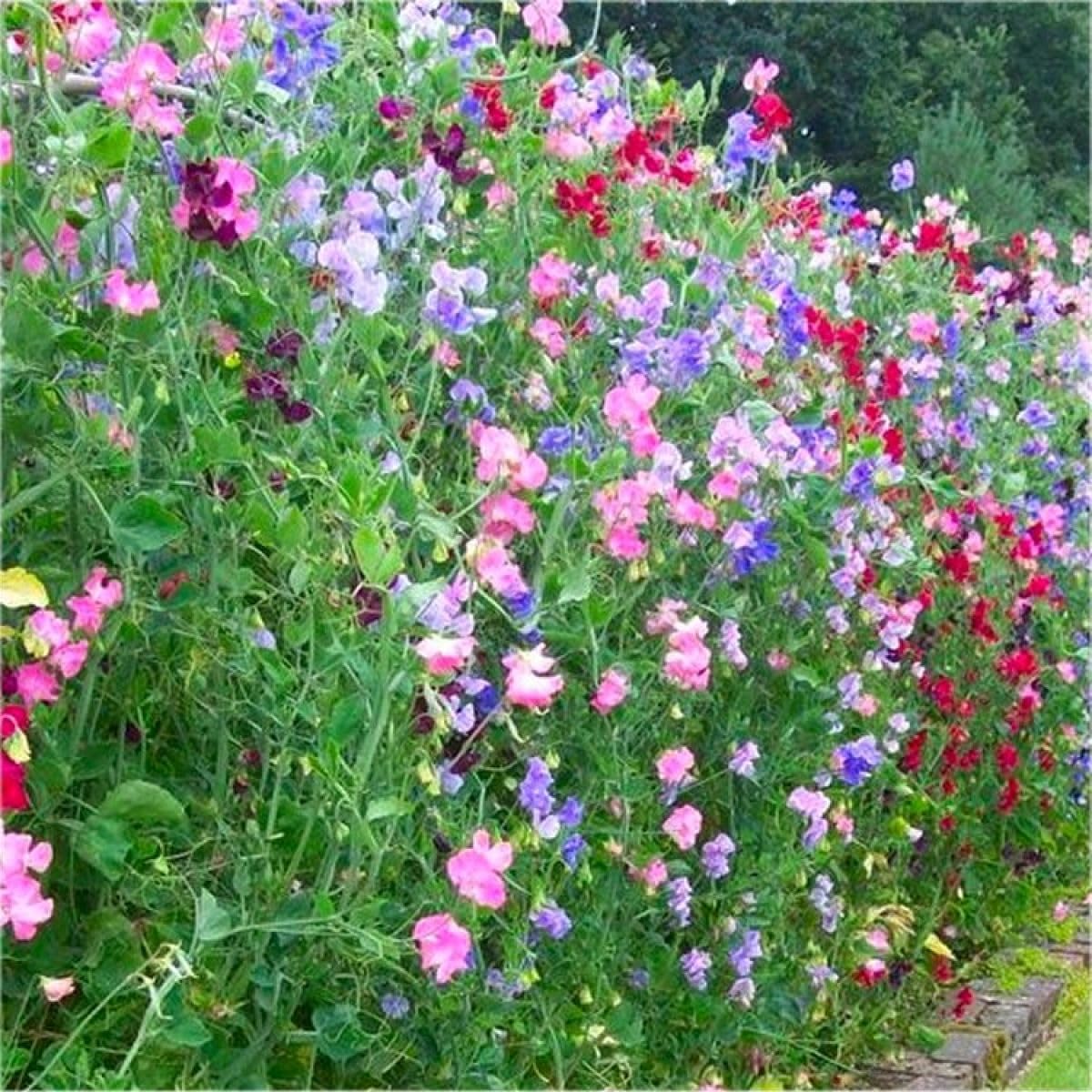 2 x Pots of Sweet Peas Lathyrus odoratus 'Spencer Mix' Approx 40 Plants ...