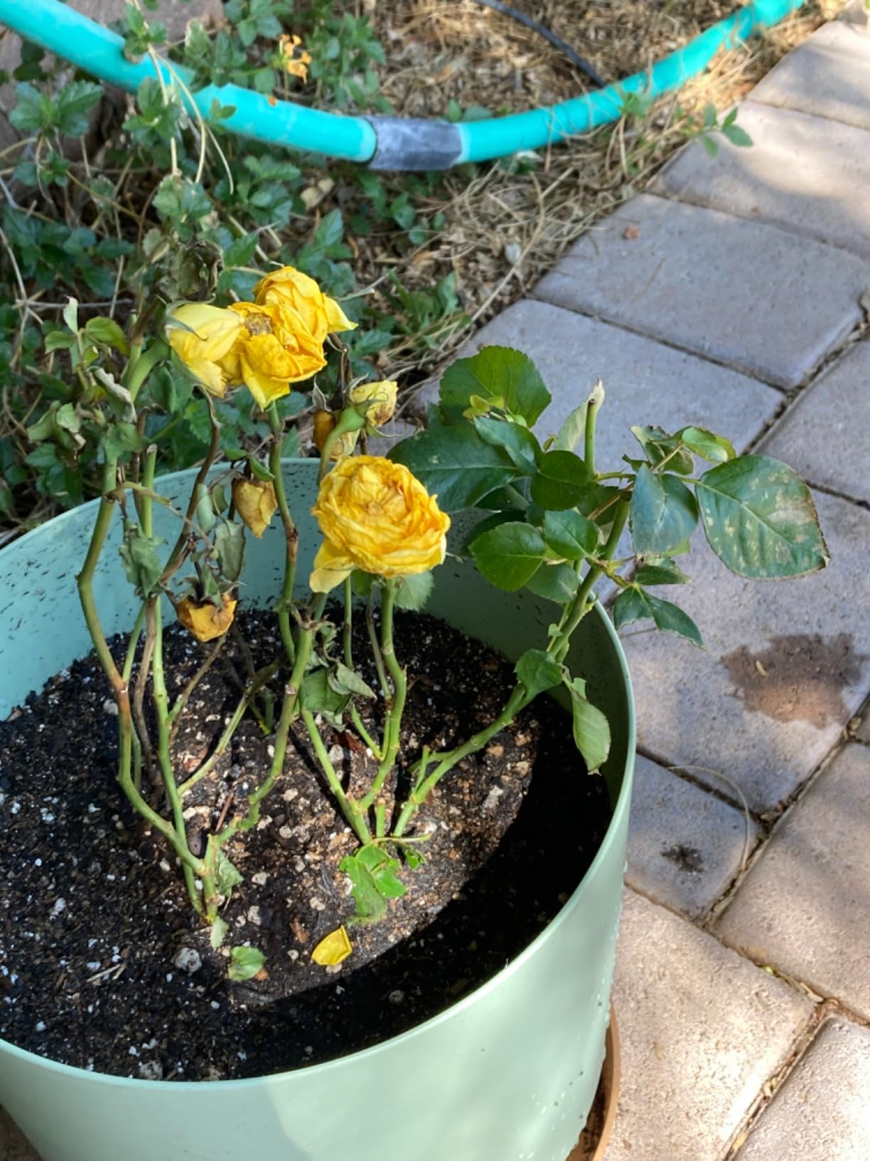 Amazon.com : Live 6" Mini Yellow Rose Bush in a 6" Plastic Grow Pot ...