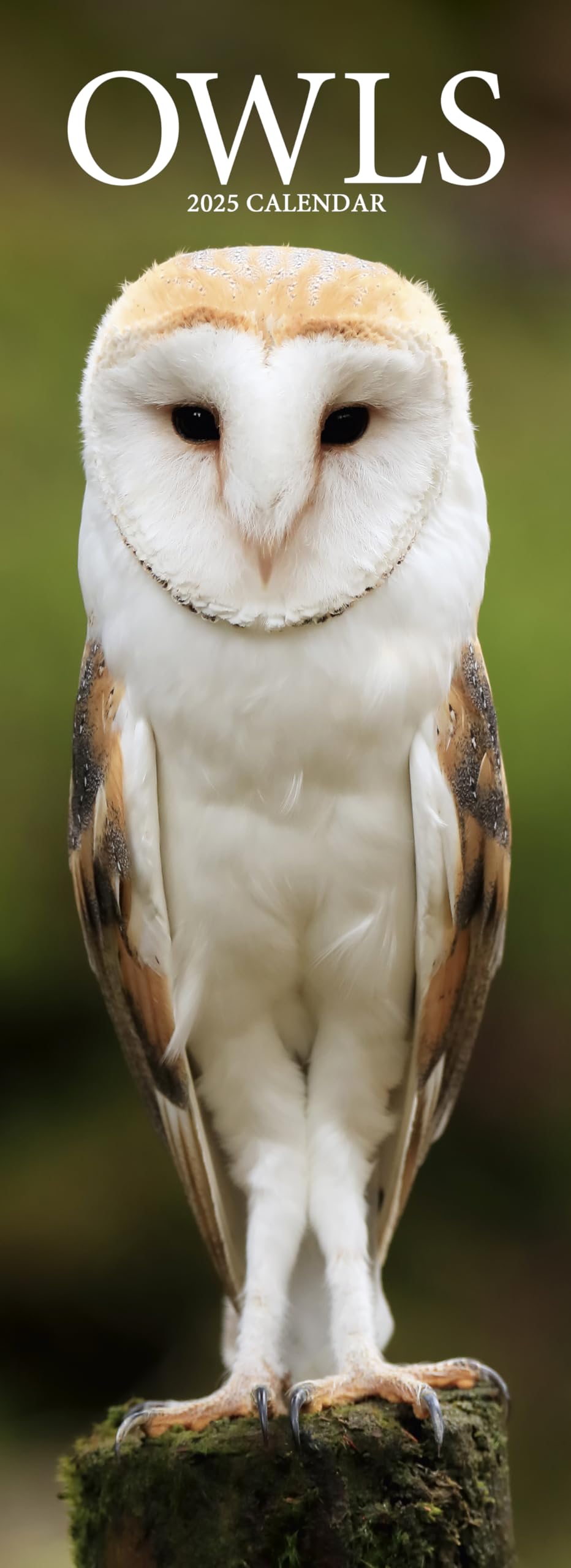 Owls Slim 2025 Slimline Wall Calendar | Bird, Animal Calendar ...
