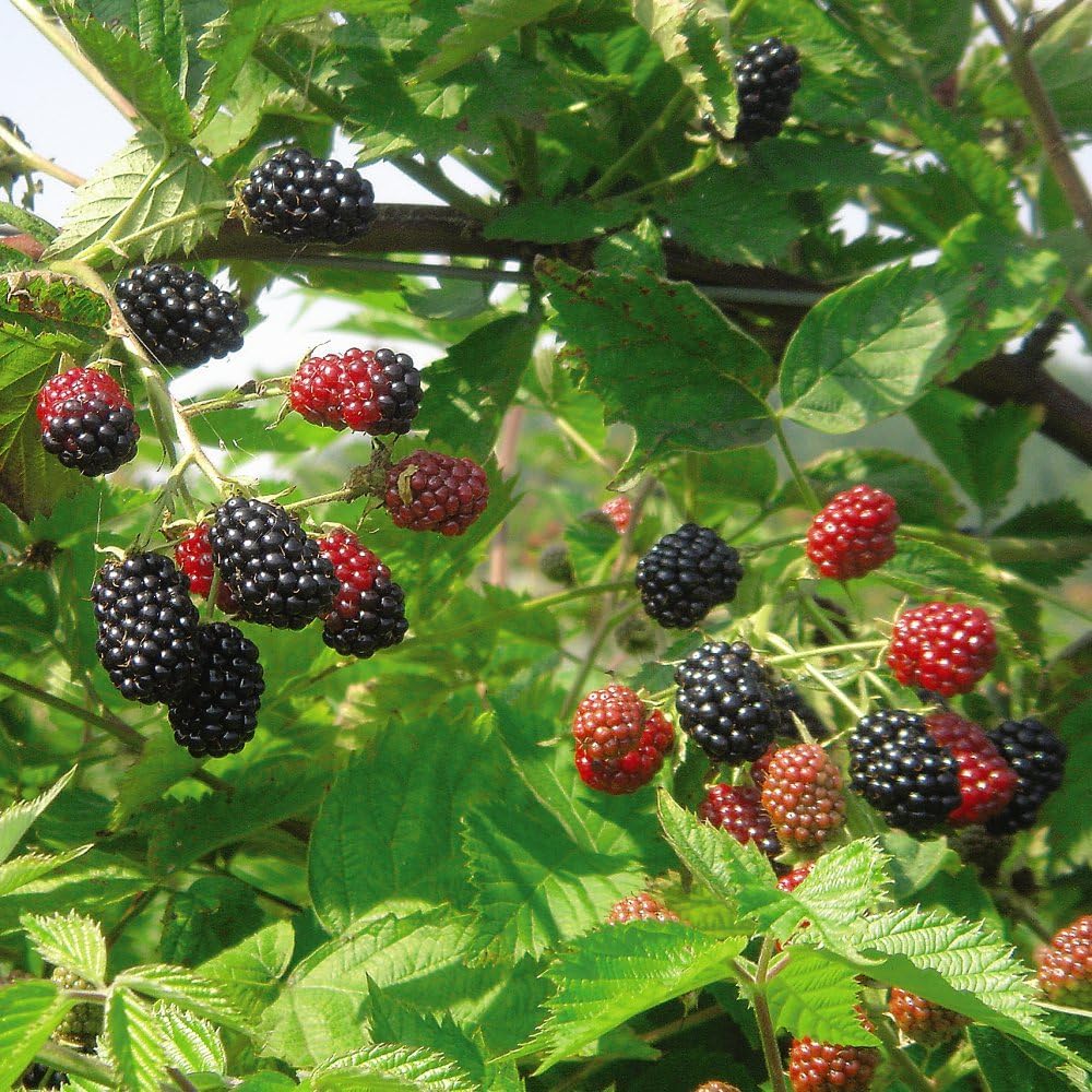BlackBerry 'Loch Ness' - Hardy Shrub - Firm Glossy Fruit - Ideal Patio ...