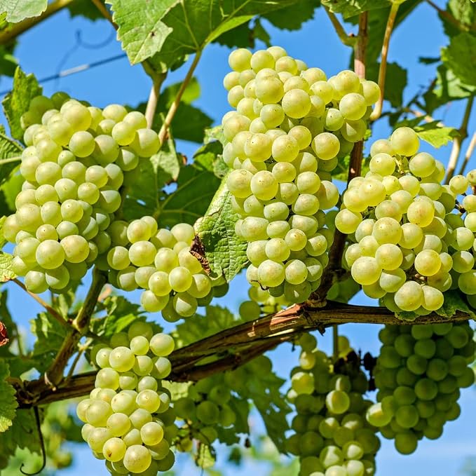 Amazon.com : Sweet Green Grapes Plant Live for Planting 1-2 Years Olds ...