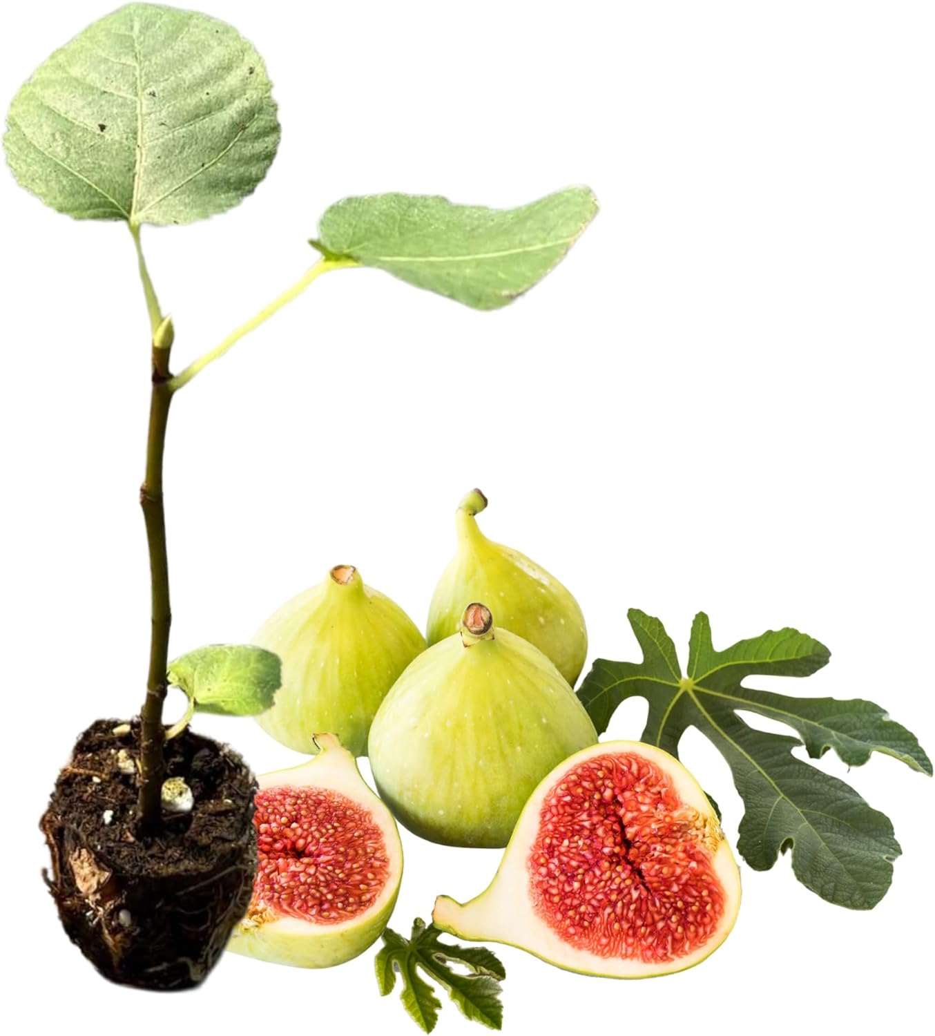 Amazon.com : Fig Plant 'Yellow Long Neck' - Live Fig Tree Starter Plant ...