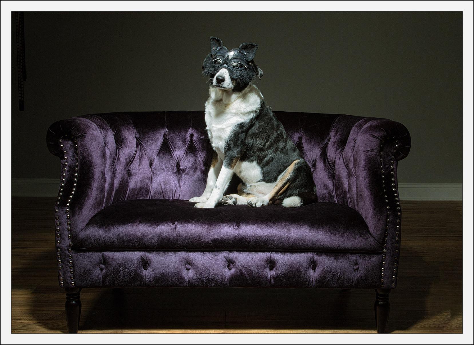 Amazon.com: Venetian Masquerade Mask Women's Sexy Black Glitter Fancy ...