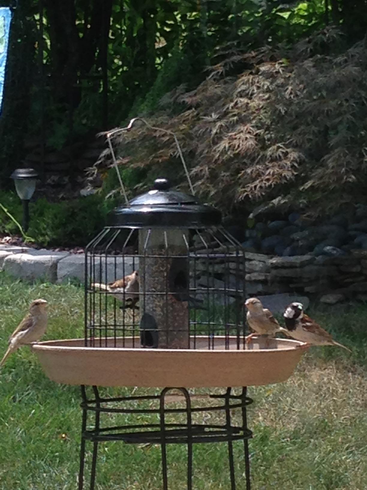 Amazon.com: Audubon Park Songbird Selections 11976 Finch and Small ...