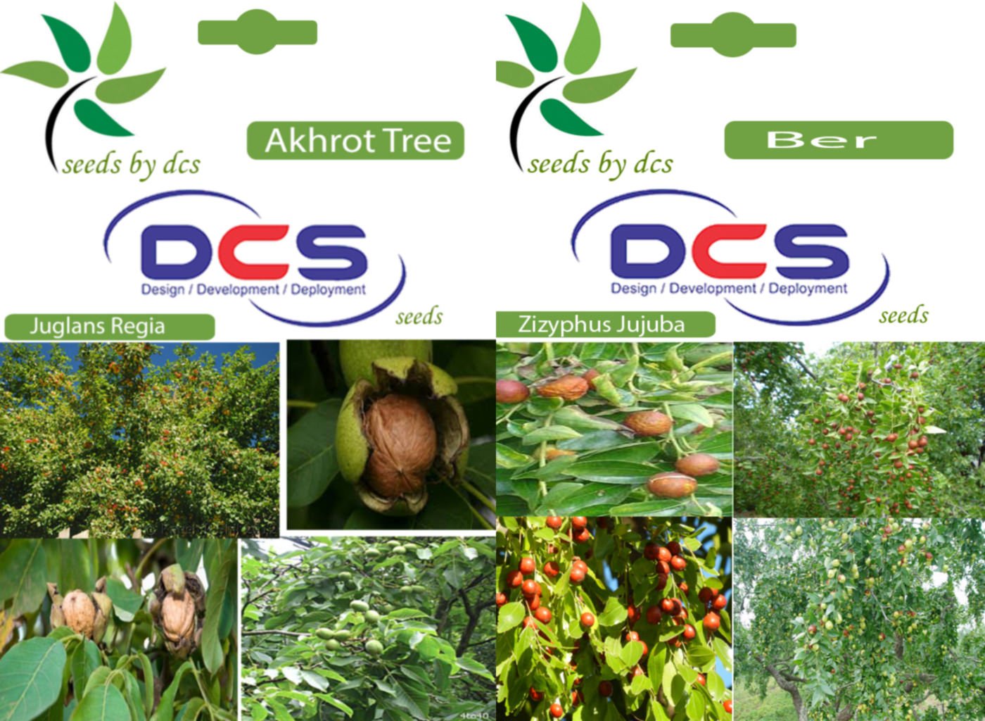 DCS Akhrot Tree and Ber Seeds (White) : Amazon.in: Garden & Outdoors