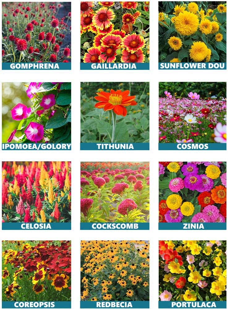 10 Variety Of Flower Seeds Combo Pack (2050+ Seeds) : Amazon.in: Garden ...