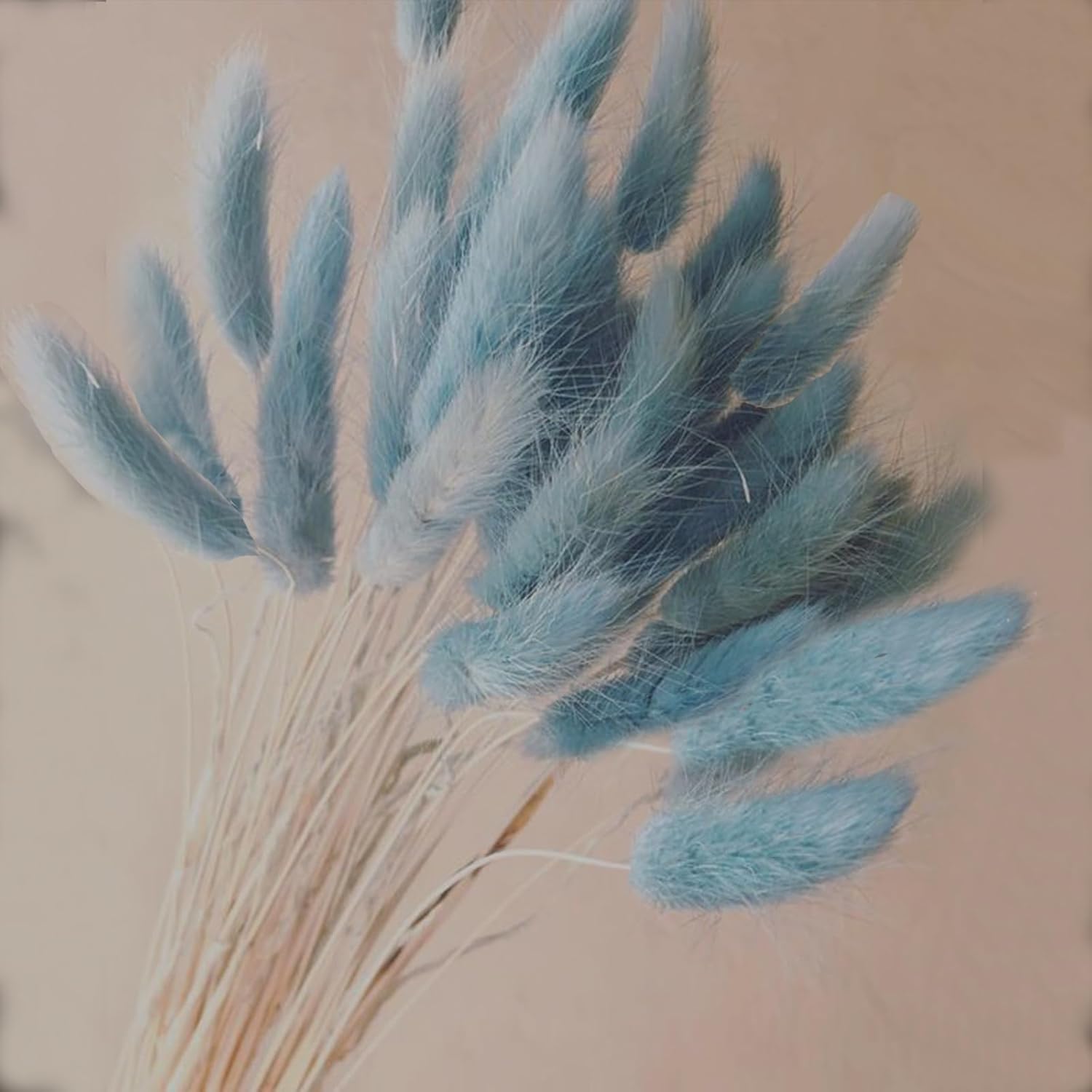 Amazon.com: 100 Pcs Blue Bunny Tails Dried Flowers 17" Natural Pampas ...