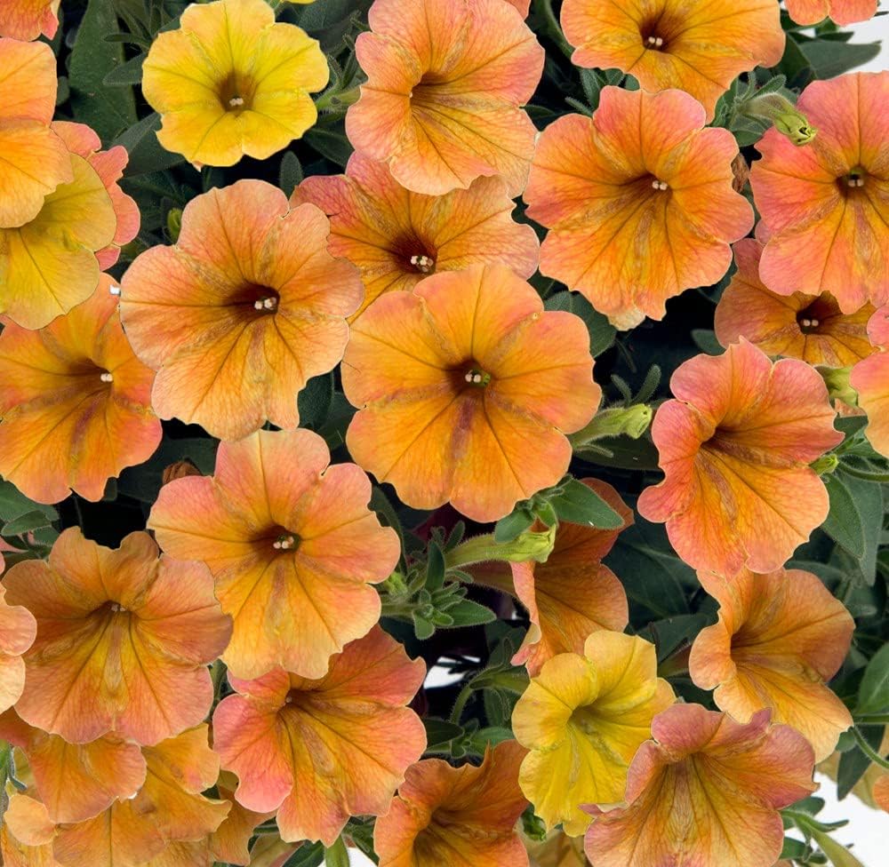 Petunia Pegasus Mango Peach Sundae Garden Plant Half-Hardy Annual ...