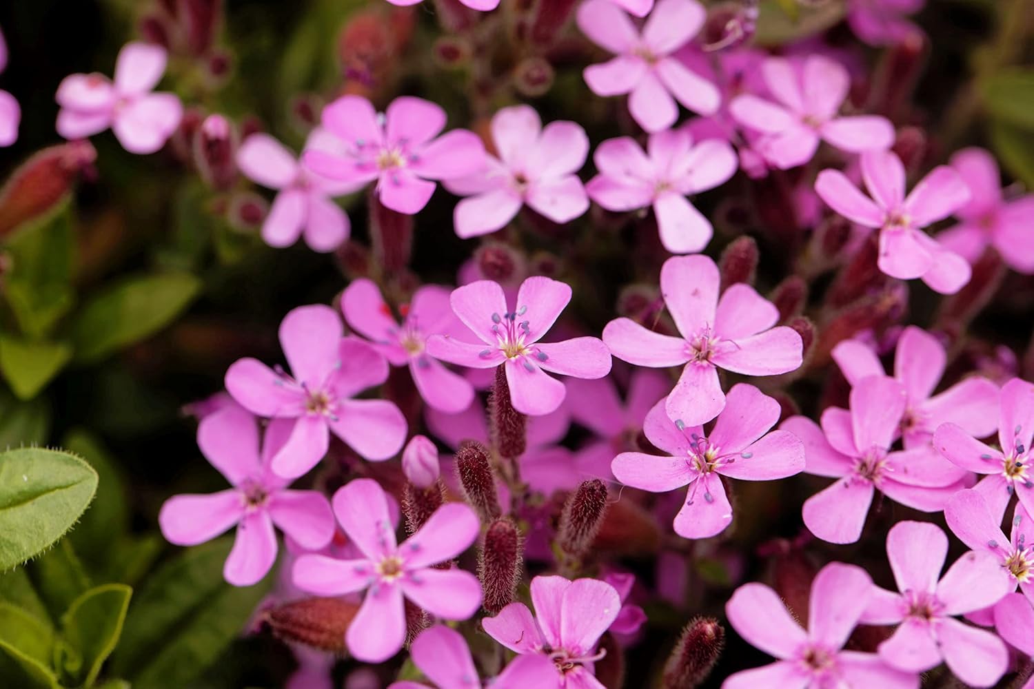 Amazon.com : Soapwort Seeds for Planting (30 Seeds) - Saponaria ...
