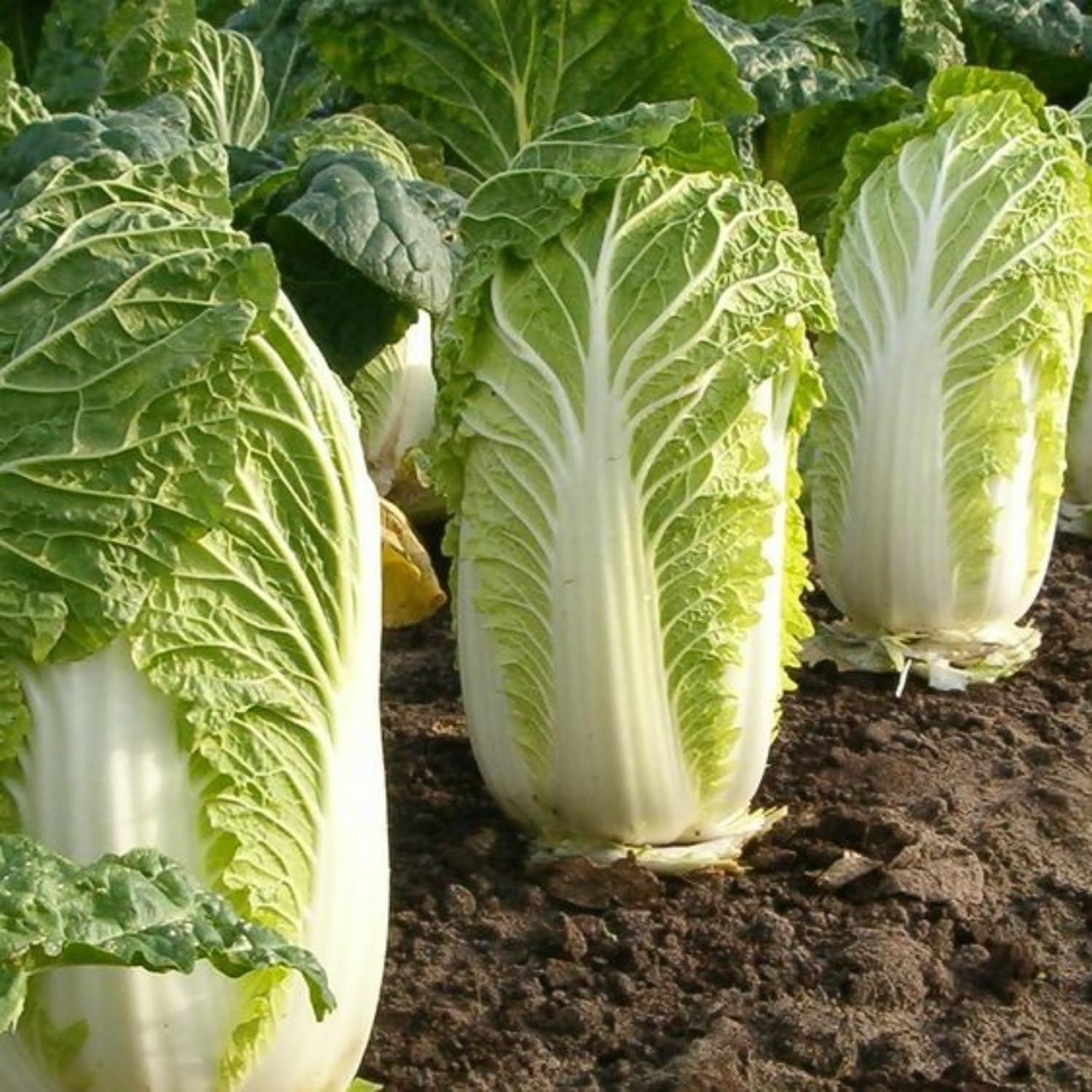 Amazon.com : 500+ Cabbage Seeds - Heirloom - Non-GMO Seeds Heirloom ...