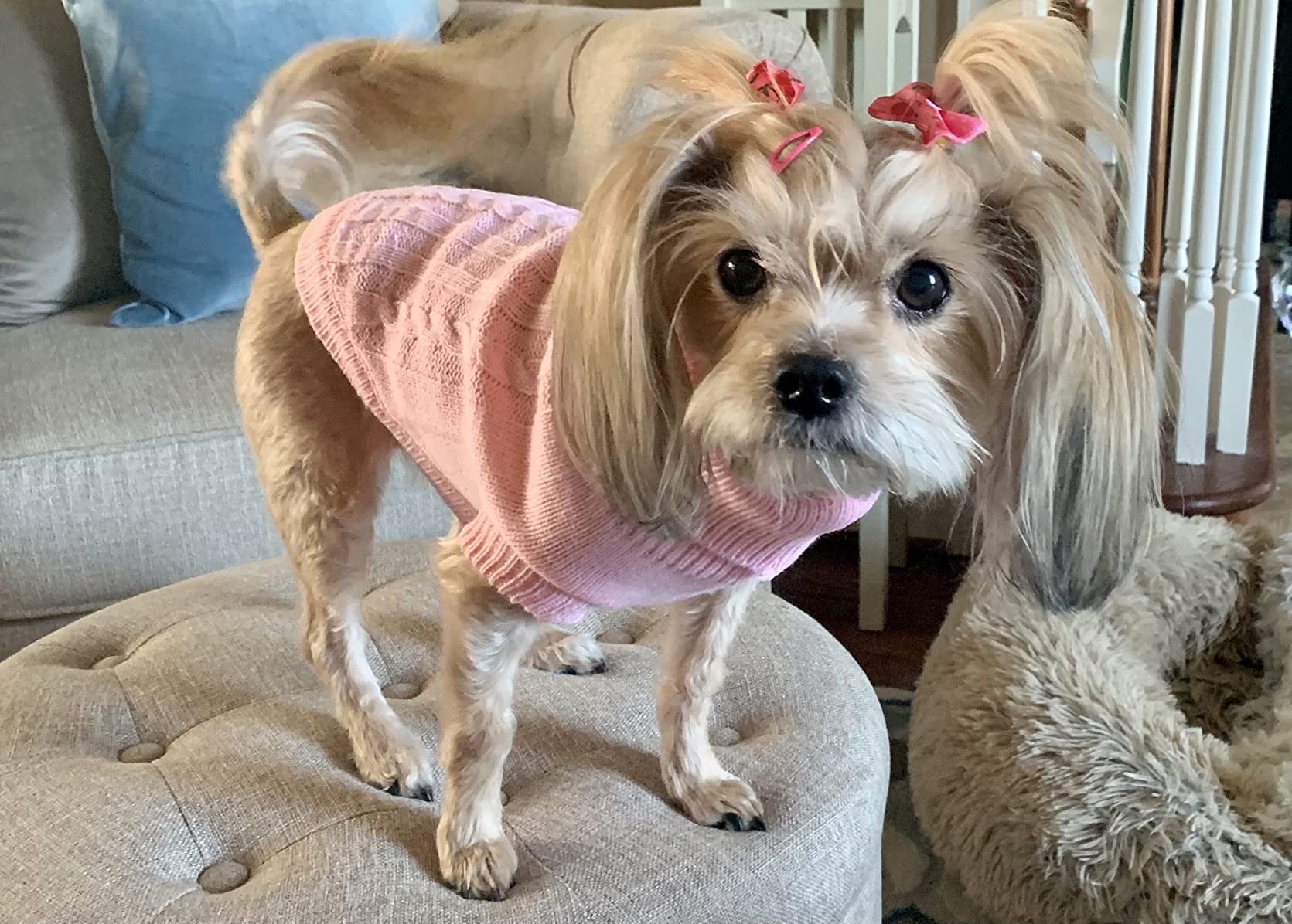 $3/mo - Finance Stinky G Turtleneck Dog Sweater | Buy Now, Pay Later