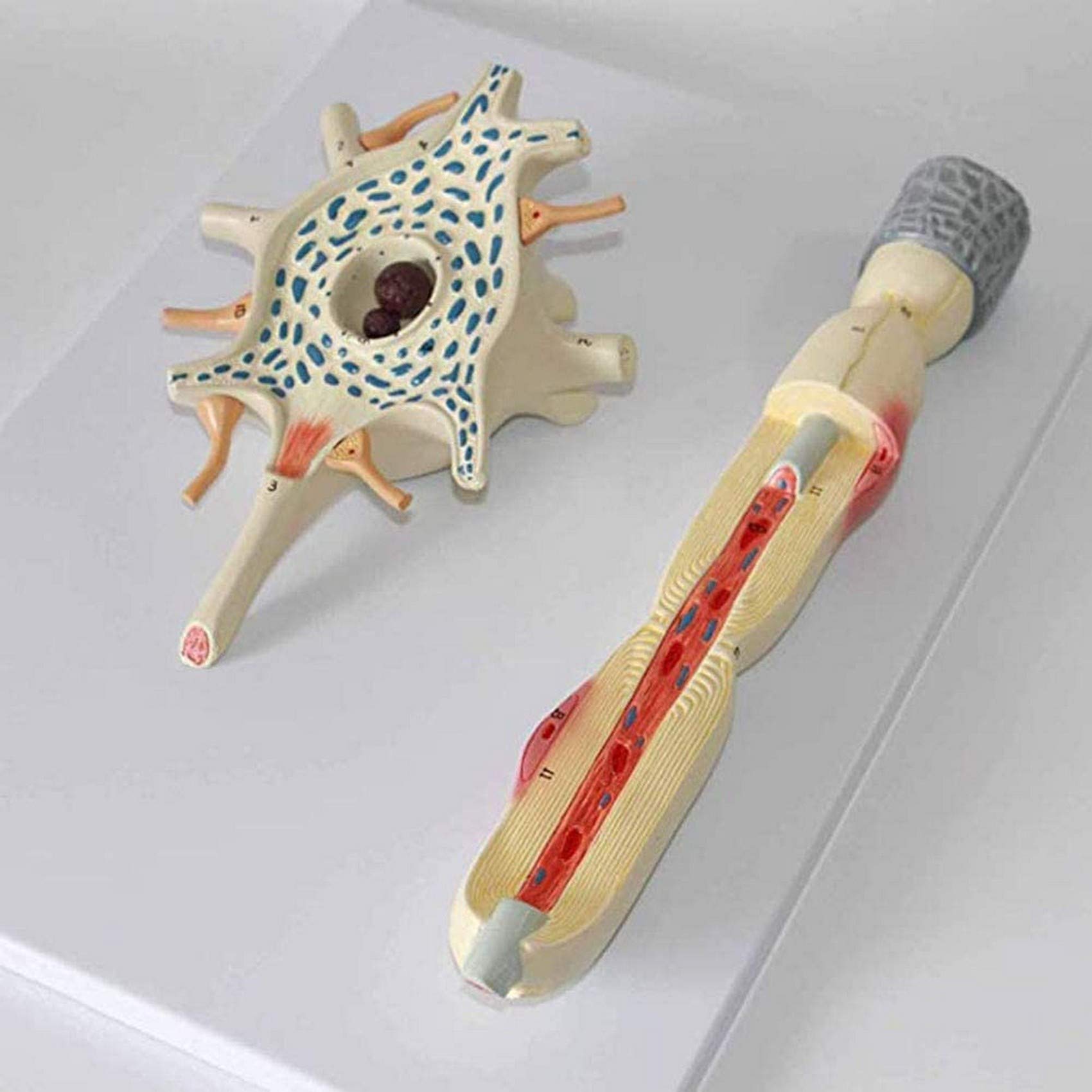Buy Teaching Model Scientific Human Anatomy - Neuron Model 2500-Fold ...