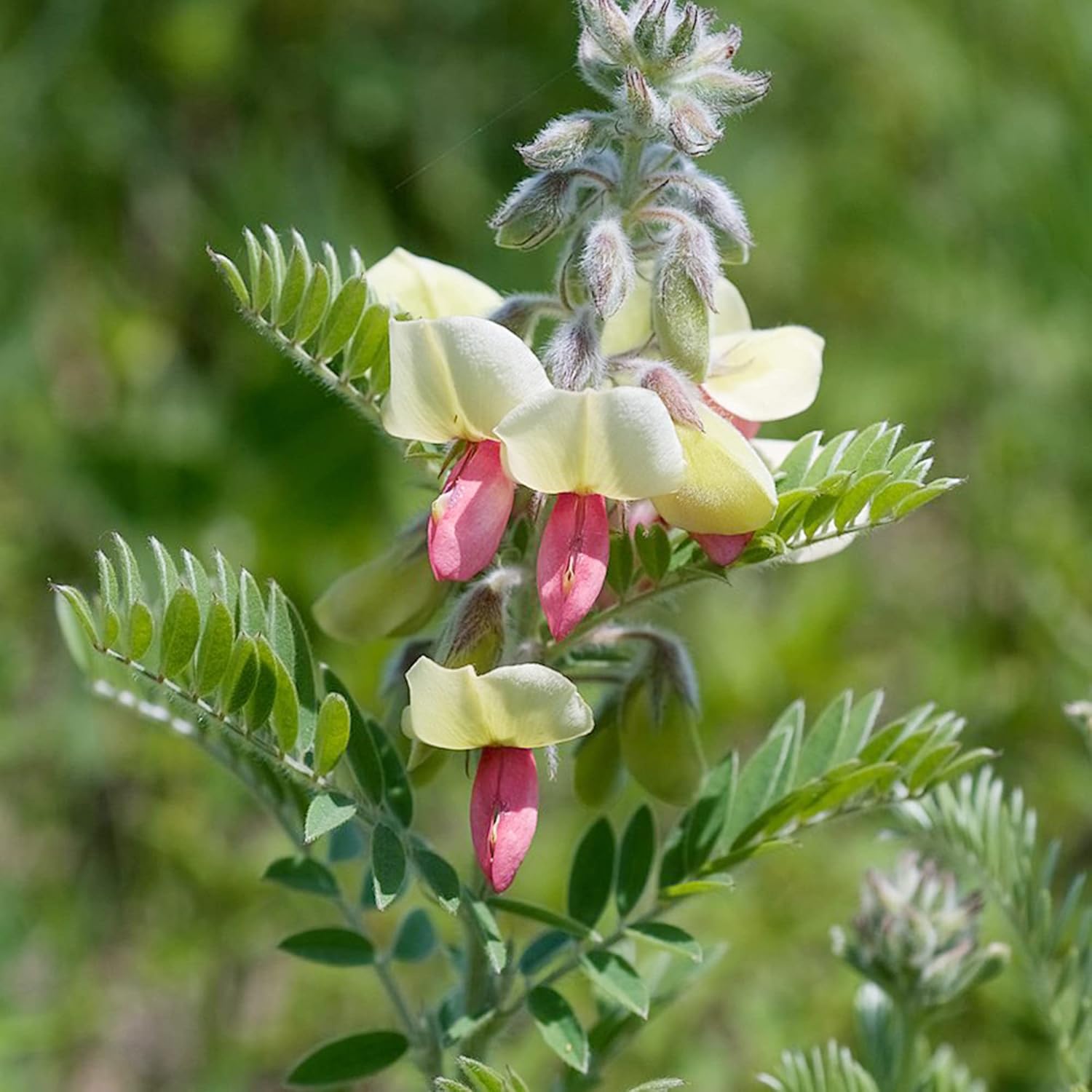 Amazon.com : Goat's Rue Seeds Tephrosia Virginiana Herbaceous Perennial ...