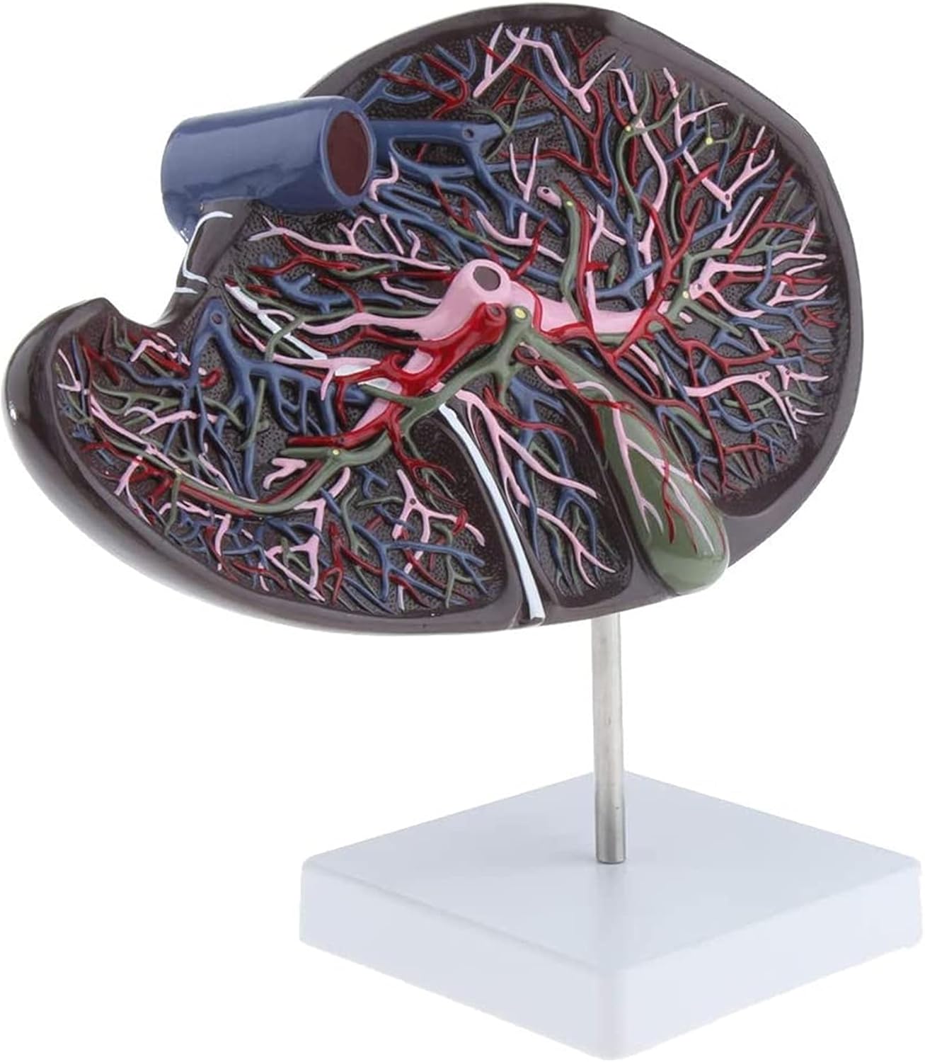 Torso and Skeleton Models Anatomical, 1.5X Enlarged Liver Anatomical ...