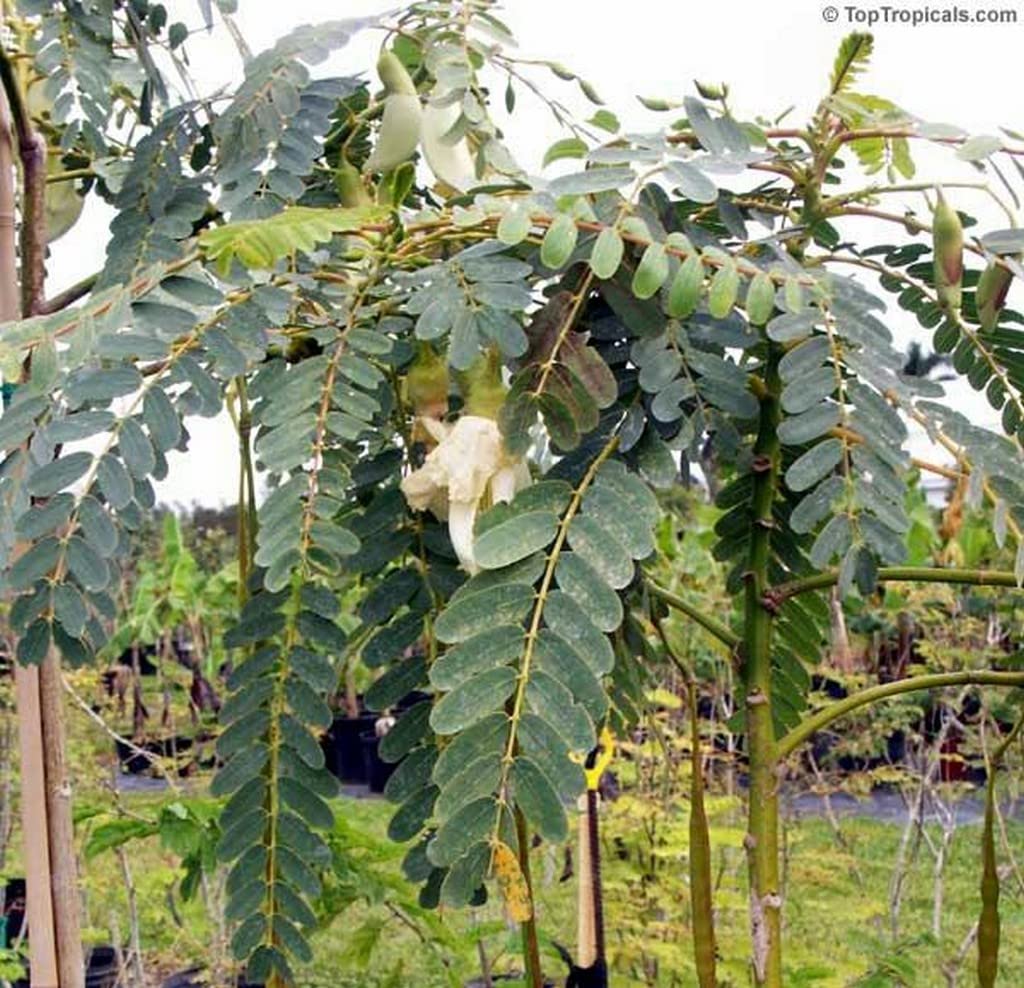 Buy OhhSome Agathi Cheera (Sesbania Grandiflora) 100 Seeds Agati ...