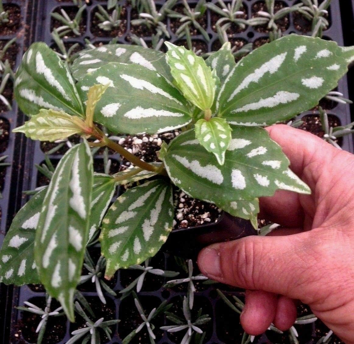 Amazon.com: 'Aluminum Plant' OR 'Watermelon PILEA' (PILEA CADIEREI) 2 1 ...