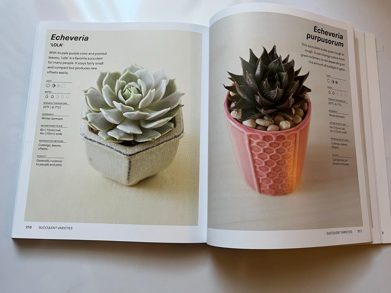 Succulents: Everything You Need to Select, Pair and Care for Succulents ...