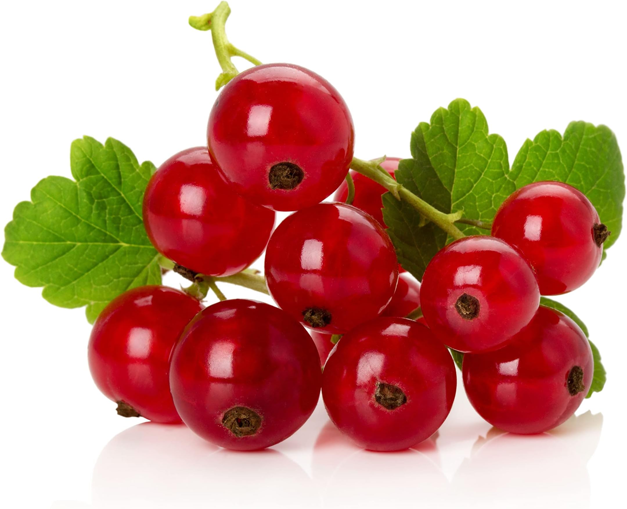 Fruit Plants - Redcurrant 'Rovada' - 1 x Full Plant in a 3 Litre Pot ...