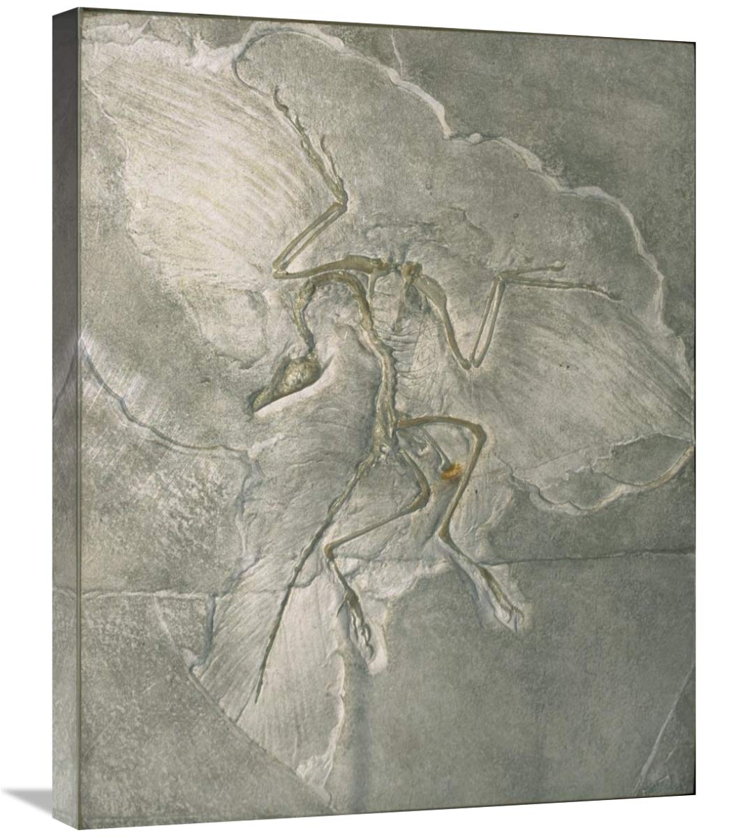 Archaeopteryx Fossil Replica