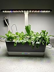 Amazon.com : Recao, Culantro, Cilantro ancho, Mexican Coriander ...