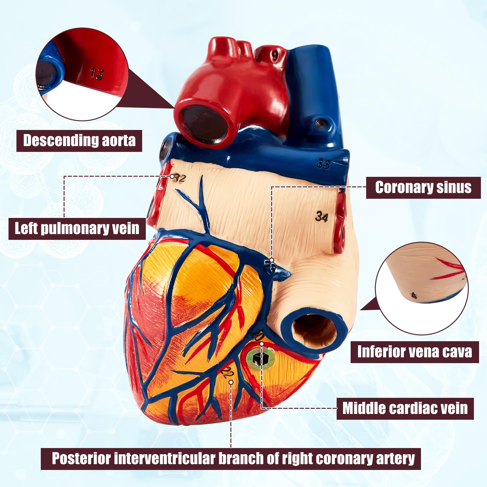 Snapklik.com : PRECIPETTE Human Heart Model, 2-Part Life Size ...