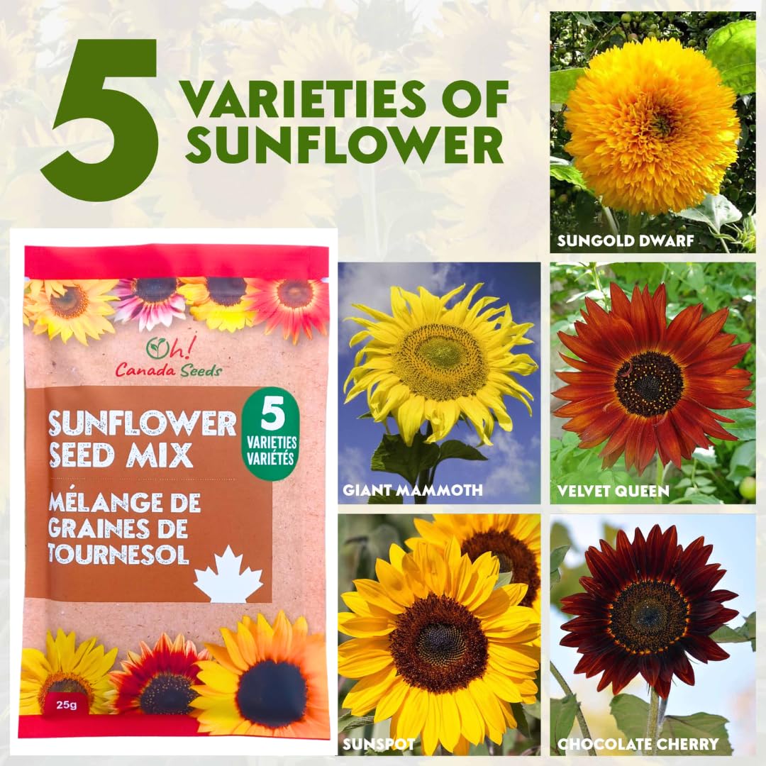 Sunflower Seeds For Planting Canada