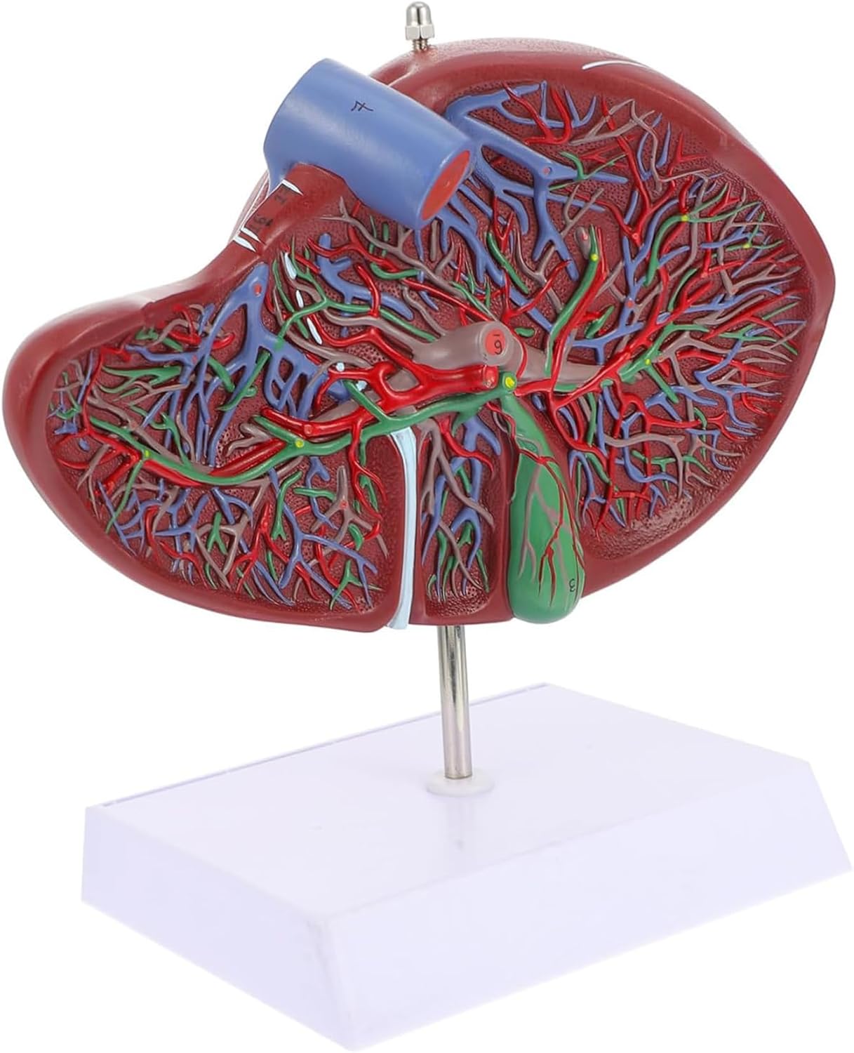 Human Liver Anatomical Model for Anatomy Education - Demonstrates ...