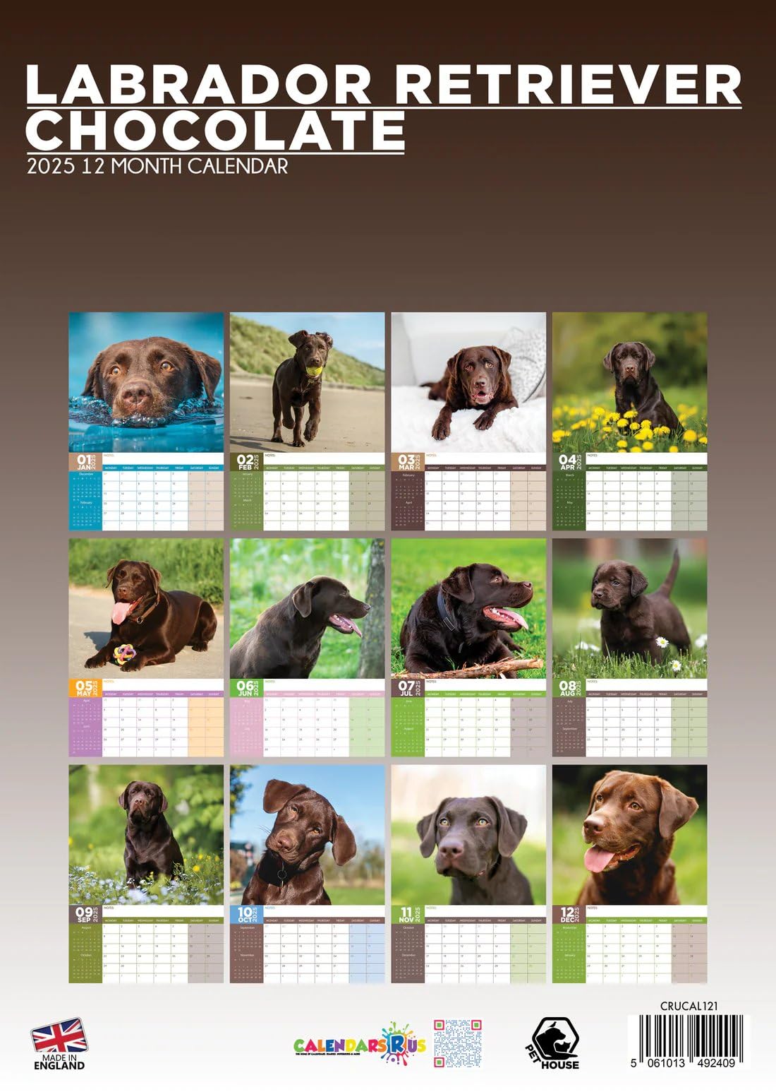 Chocolate Labrador Retriever 2025 Calendar, Wirobound, A3, Full Colour ...