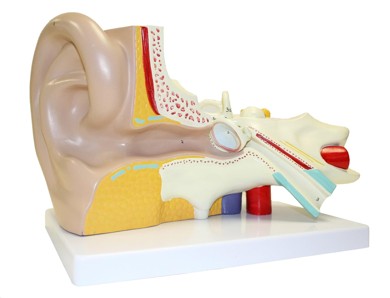 Walter Products B10402A Ear Model, 3X Life Size, 3-Parts: Amazon.com ...