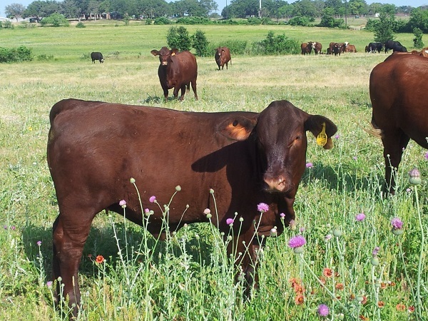 Amazon.com: Joyce Gibson Roach: books, biography, latest update