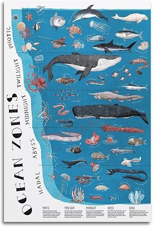 Amazon.com: ZHAOYZZY The Layers Ocean Zones Poster Science Posters for ...