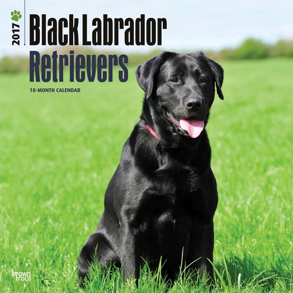 Black Labrador Retrievers 2017 Calendar: Browntrout Publishers ...