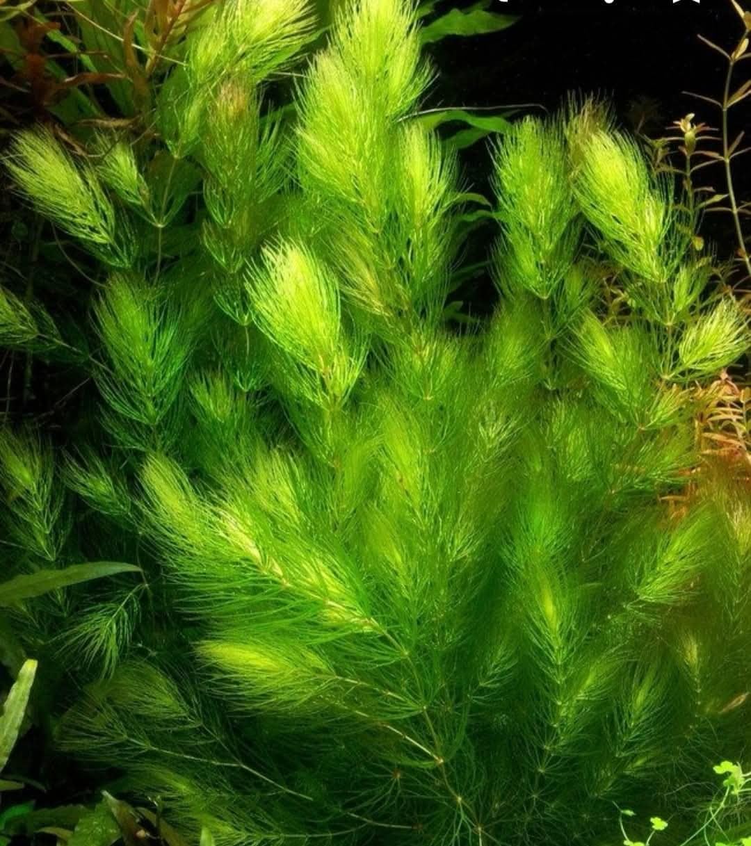 1 Live Hornwort Plant Bunched, Ceratophyllum demersum, Floating Aquatic ...