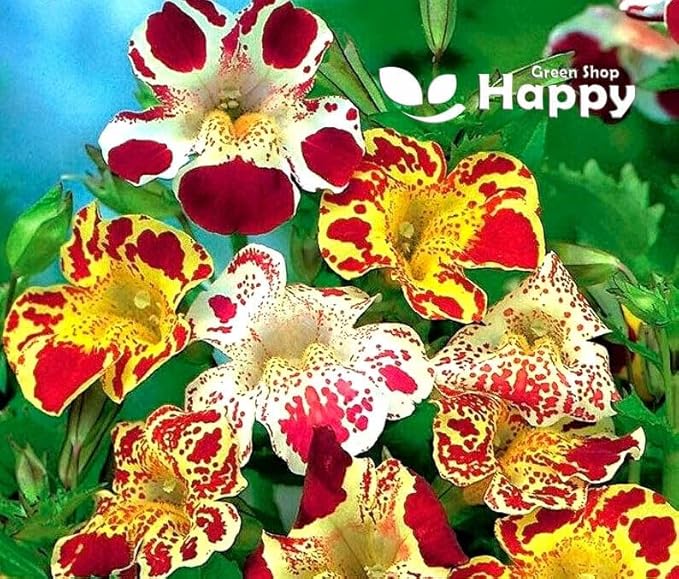 Tiger Monkey Flower Dwarf Mix - 3200 Seeds + Plant tag + Freebie ...