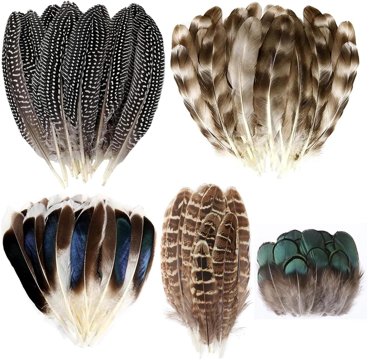 Asaisimg 50 Pcs Natural Pheasant Craft Feathers 5 Styles Assorted Mixed ...