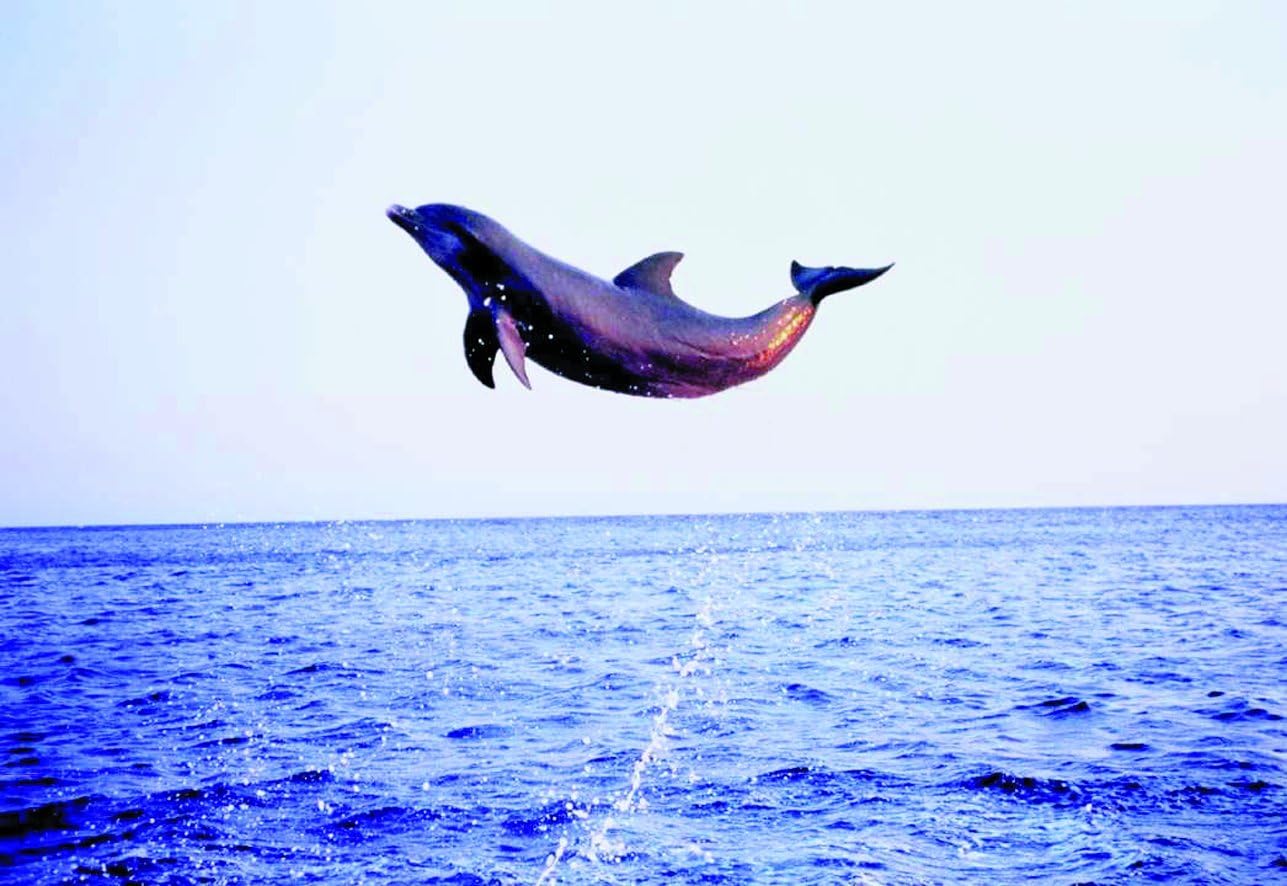 Amazon.de: Poster 'Springender Delfin' 48 X 69 cm