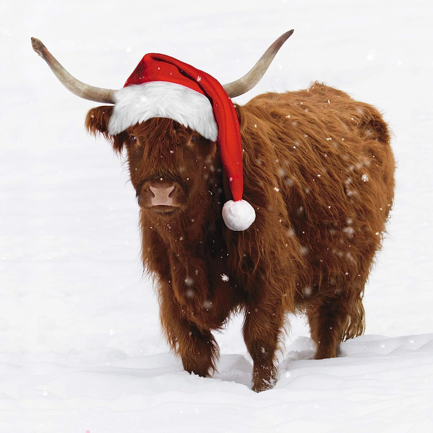 Art Marketing Charity Christmas Cards - Christmas Coo Highland Cow ...