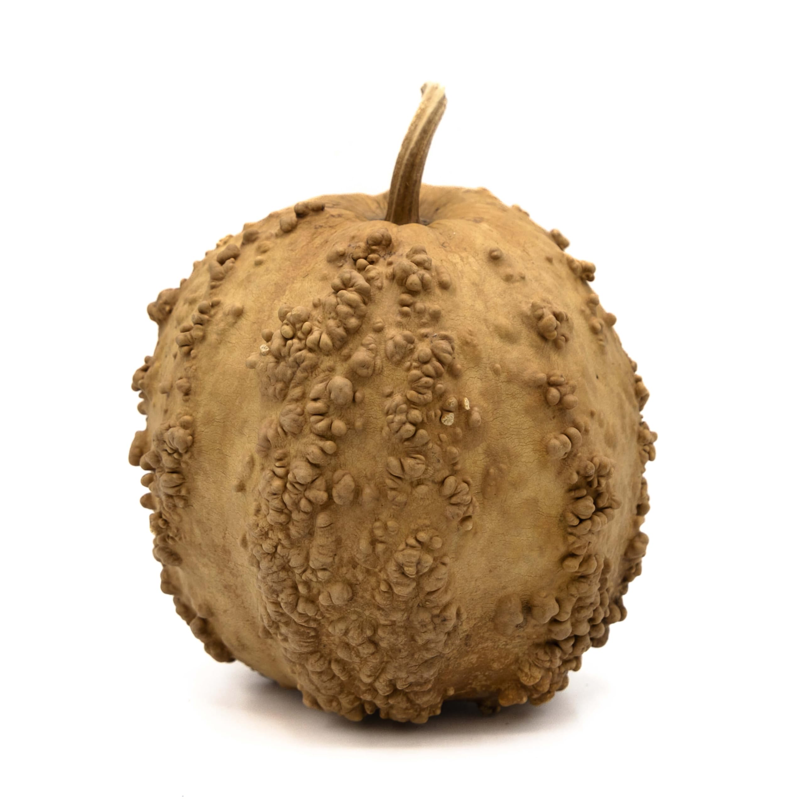 Amazon.com: Dried Hard Shell Warty Gourd - 5" - 6" Diameter, Ready for ...