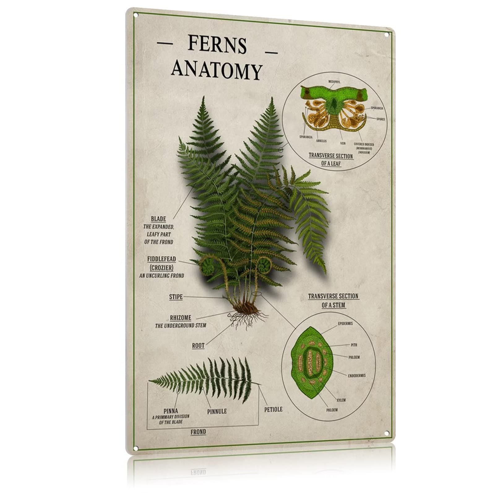 Ferns Labeled