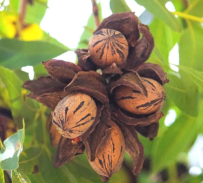 Amazon.com : Pecan Tree - 18-30" Tall Live Plant - Hardy Pecan Nut ...