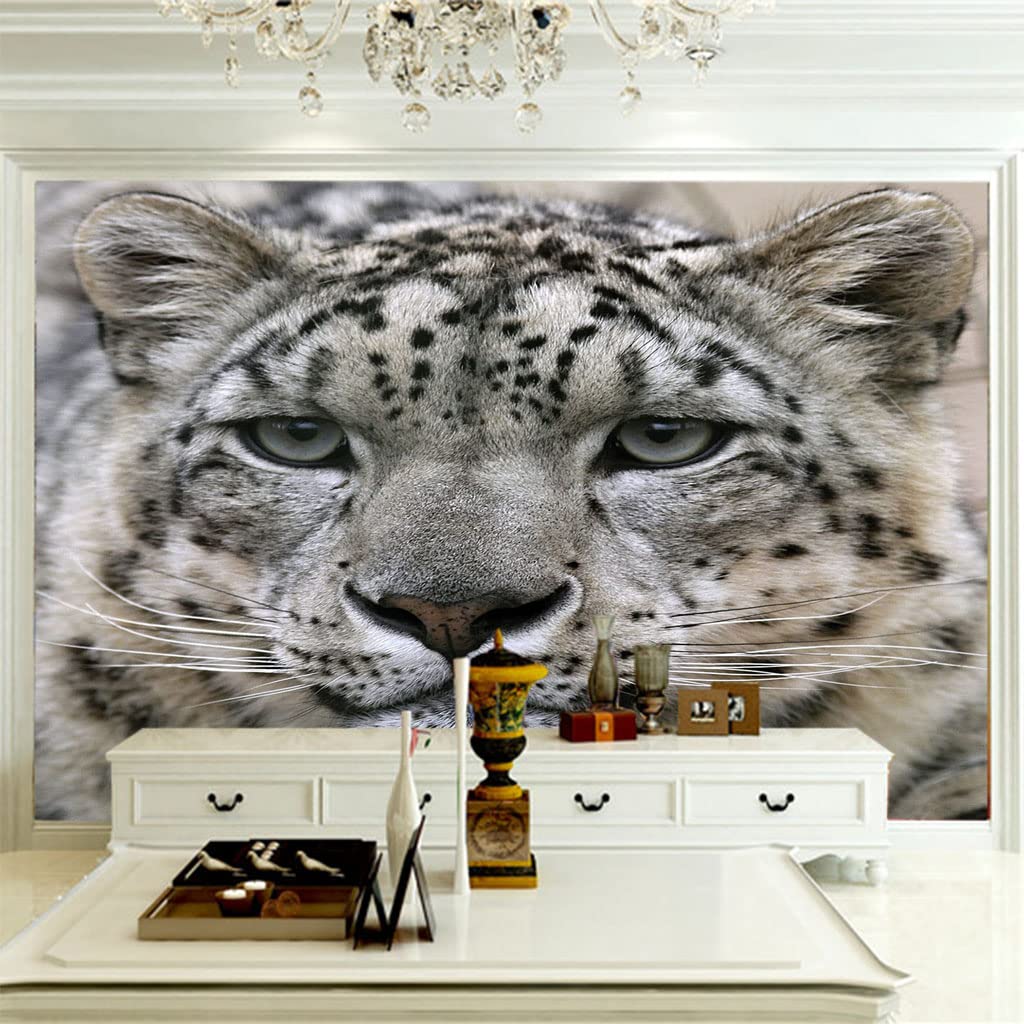 Animals Snow Leopards Wallpaper 853 Snow Leopard Walking Stock Photos